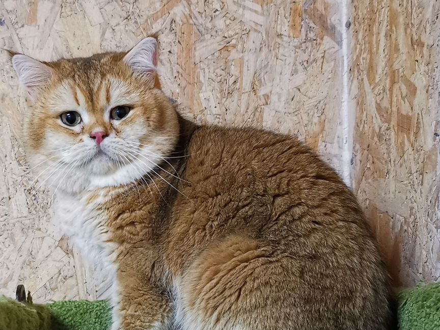 Золотая шиншилла кот британский