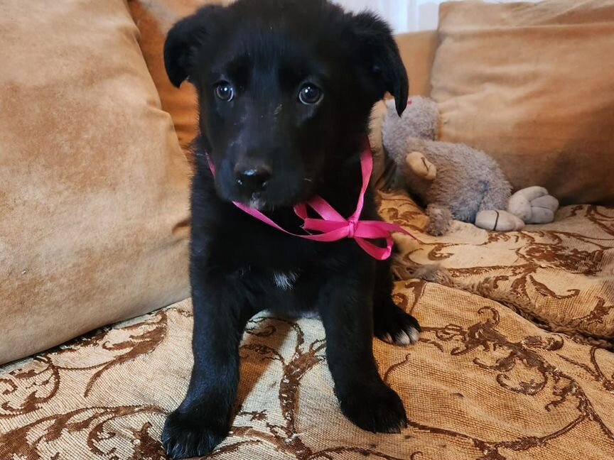 Чудесные щенки в добрые руки