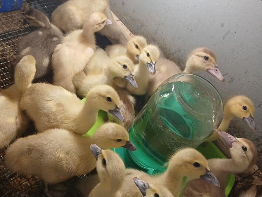 Индоутята "Лавандовые"