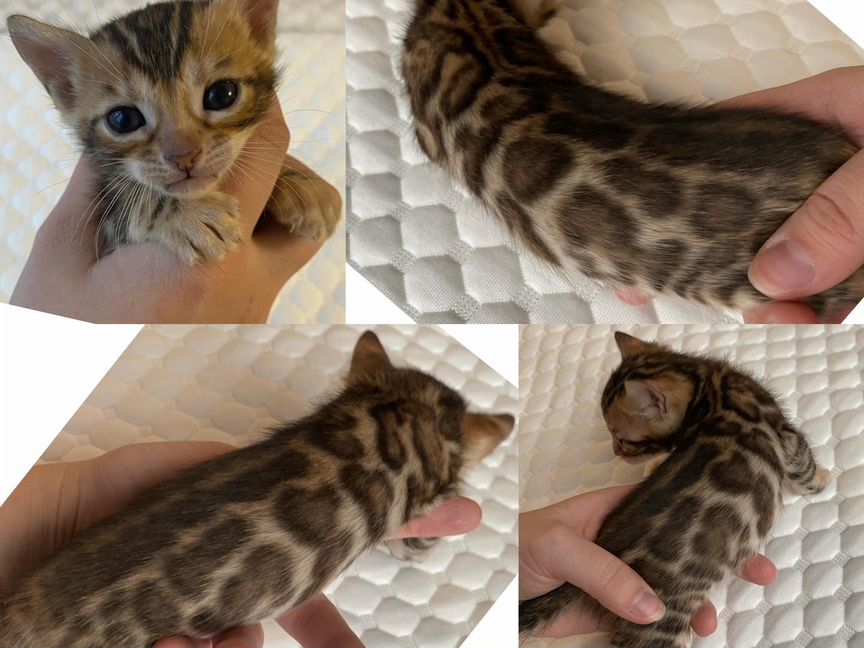 Бенгальскик котята с документами