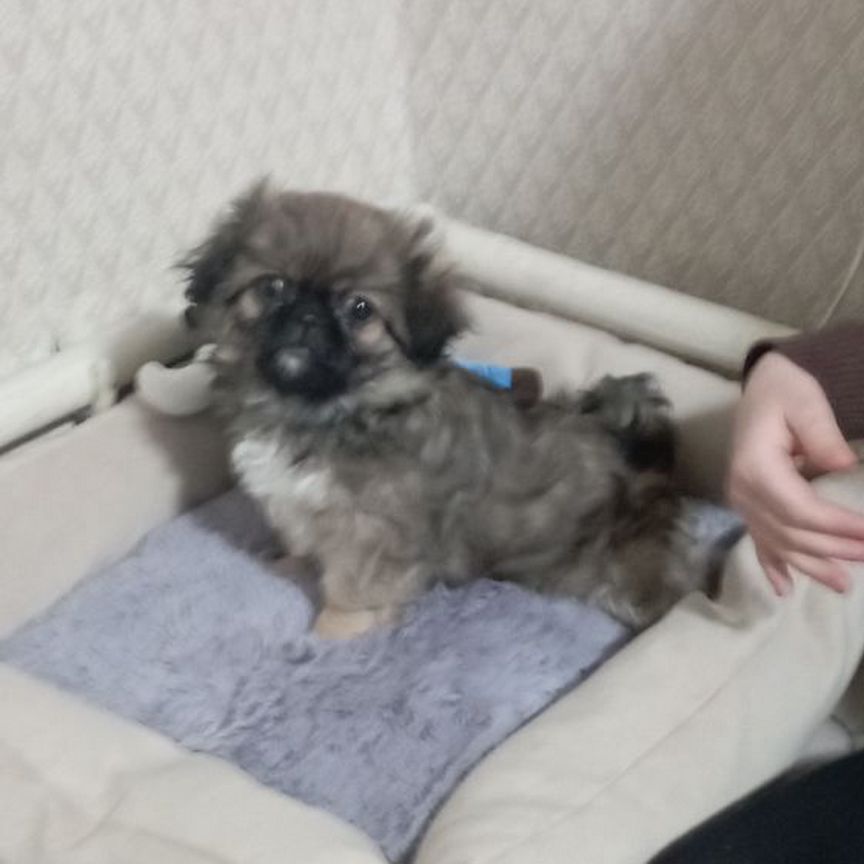 Пекинес, щенок