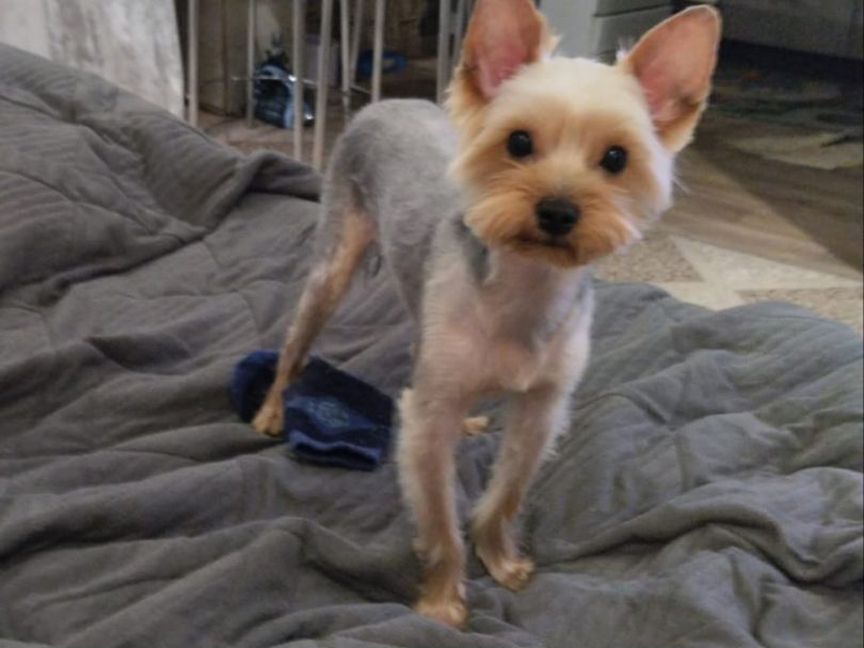 Йоркширский терьер мальчик