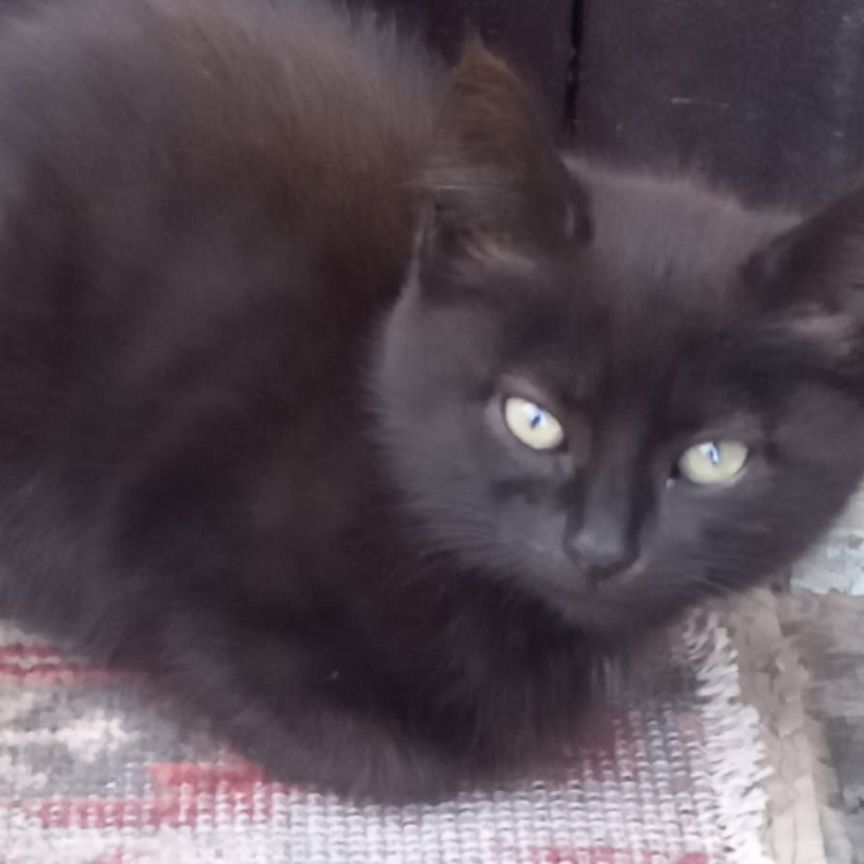 Котята