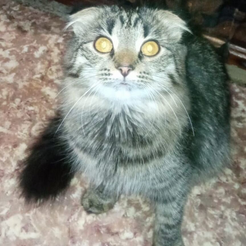 Кошка 7 месяцев