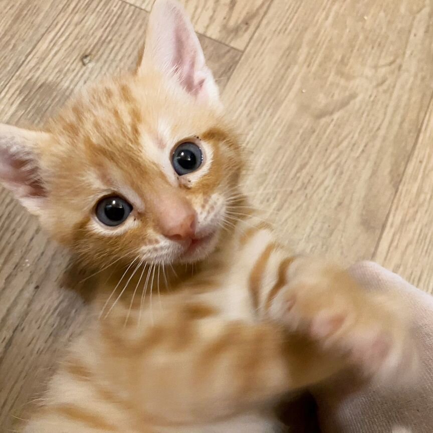 Рыжий котенок в добрые руки