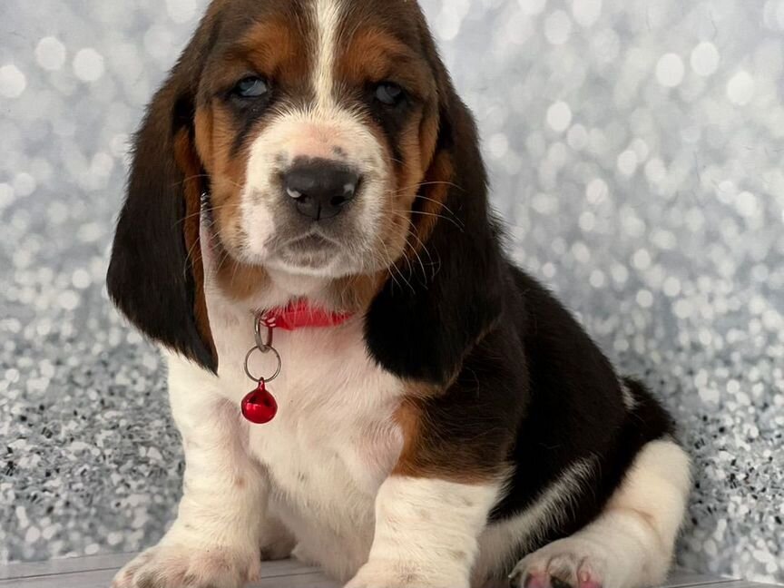 Щенки бассет хаунд