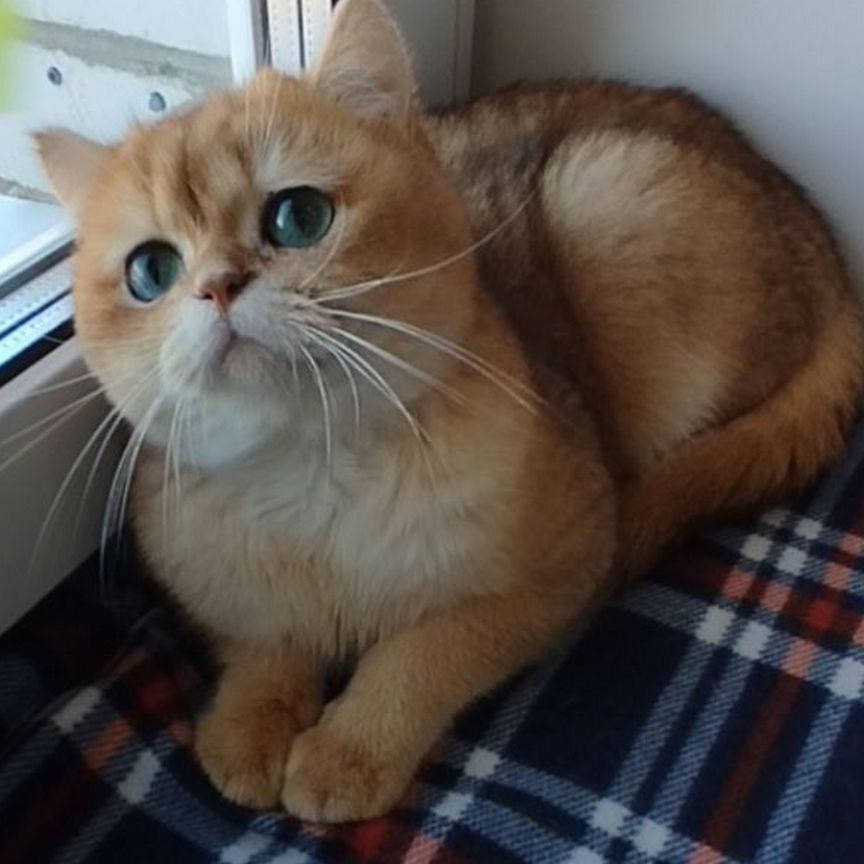 Котик золотая шиншилла из питомника