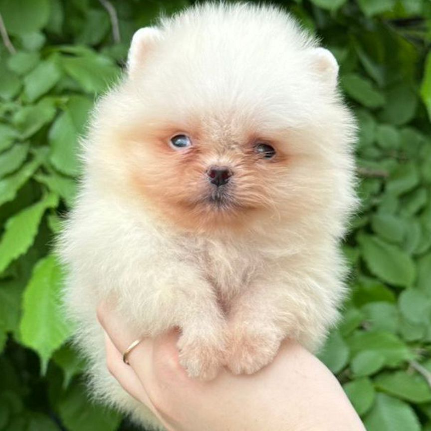 Померанский шпиц минюшечка