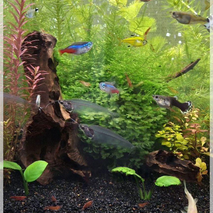 Стеклянный сом