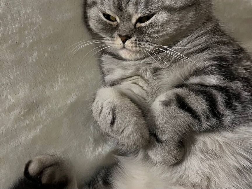 Кошка