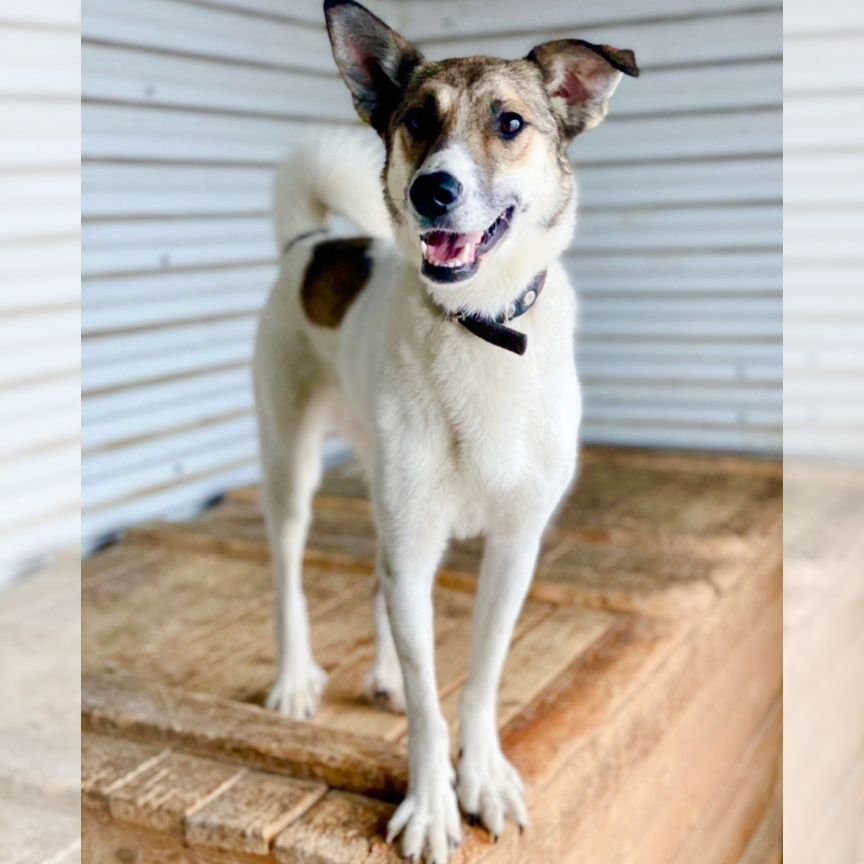 Взрослая собака в добрые руки