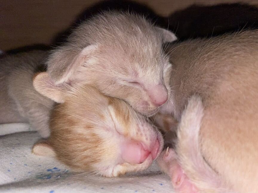 Ориентальные котята