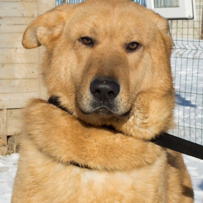 Отдам собаку Геркулес в добрые руки