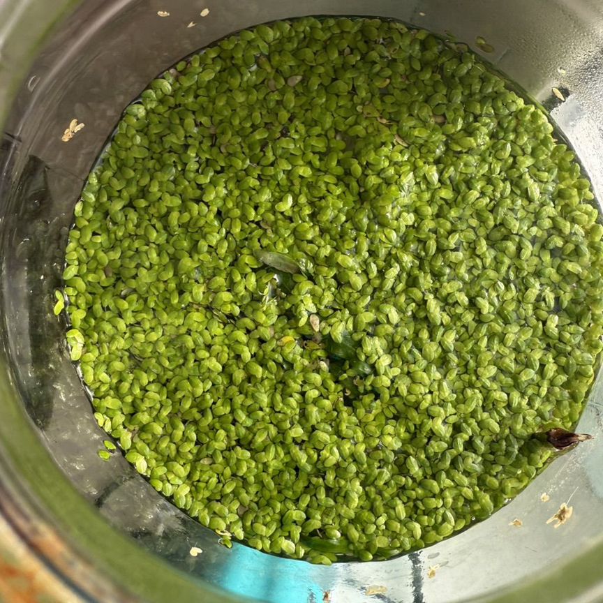 Ряска,лимонник