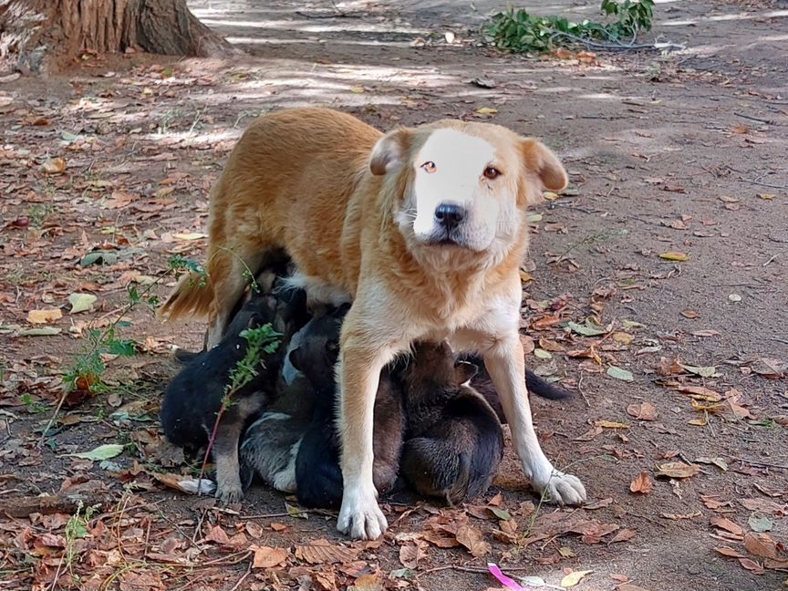 Среднеазиатская овчарка алабай щенки