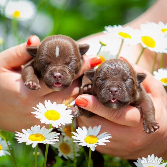 Крошки Американского Булли