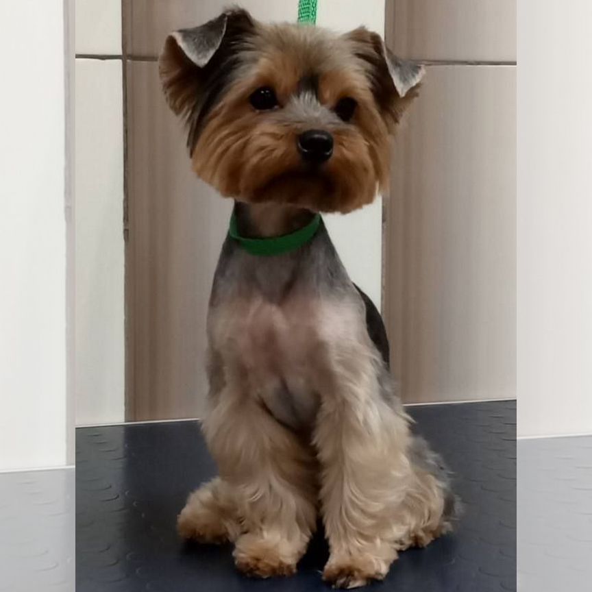 Йоркширский терьер, взрослая собака