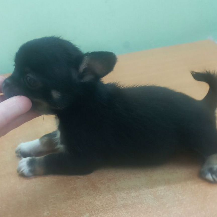 Чихуахуа, щенок