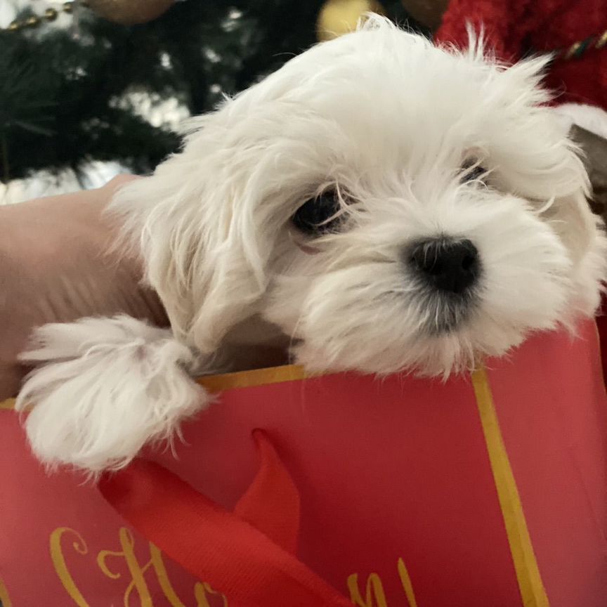 Мальтийская болонка щенки