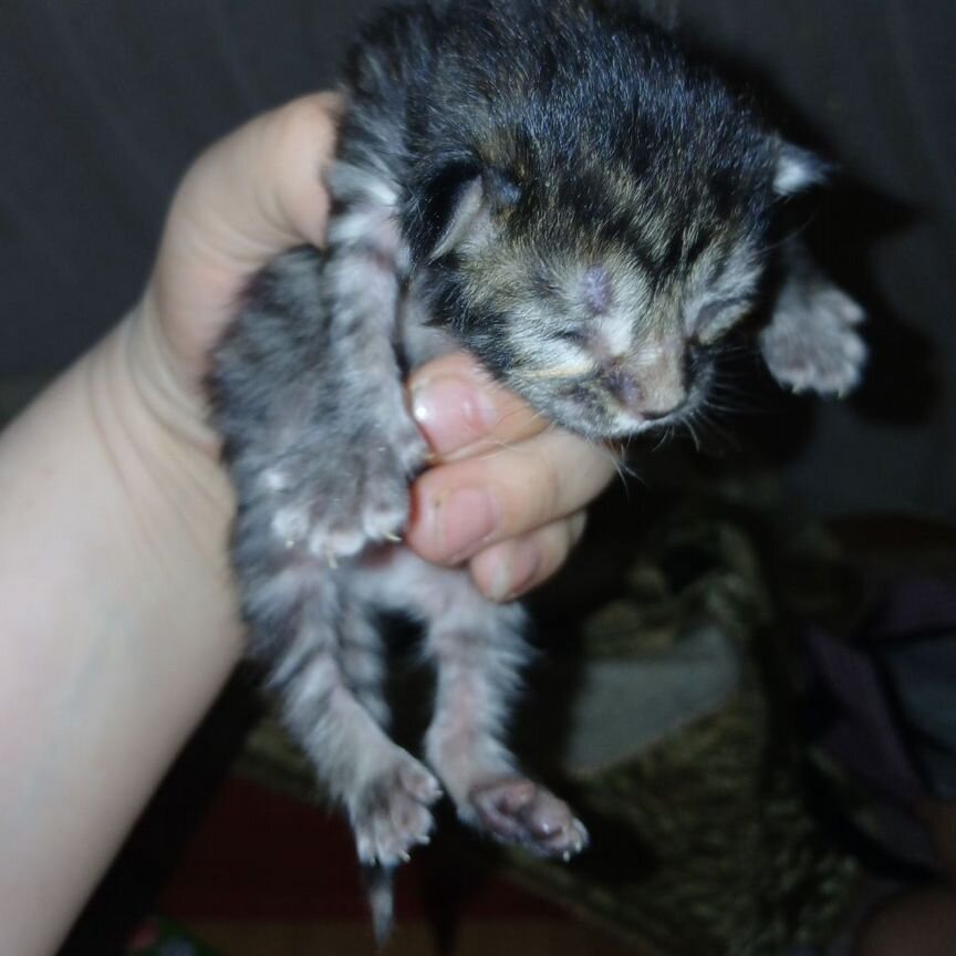 Мейн-кун котёнок