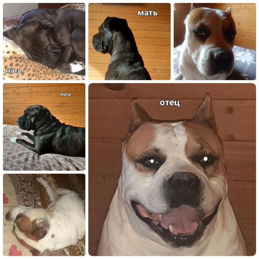 Стаффордширский терьер в добрые руки