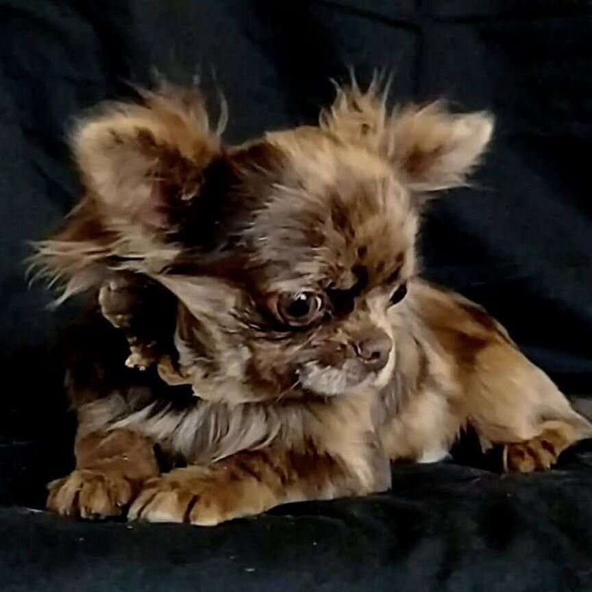 Чихуахуа, щенок