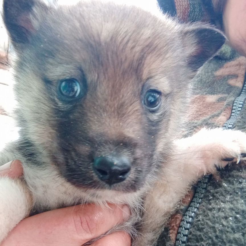 Щенки от ауси