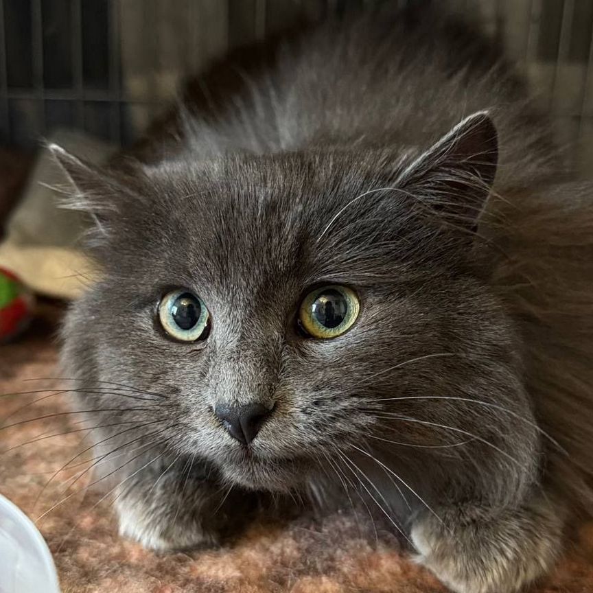 Взрослый кот в добрые руки