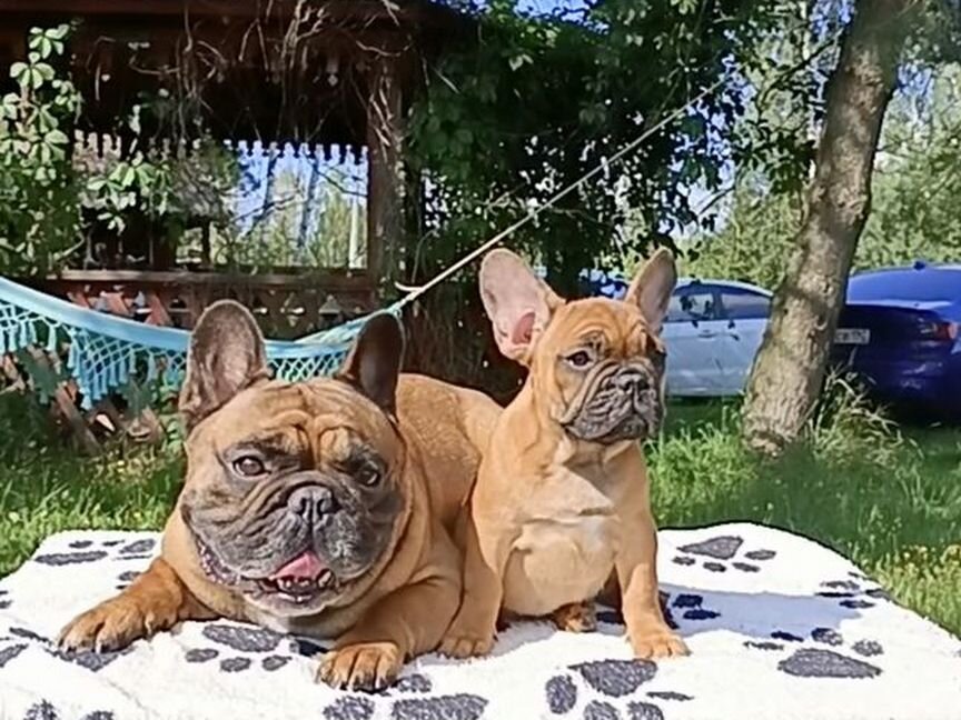 Французский бульдог щенки