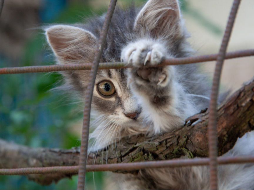 Сибирский котенок в добрые руки