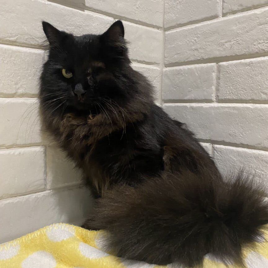 Котик