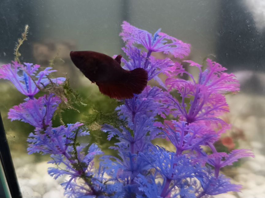 Продам красную рыбку петушок -девочка