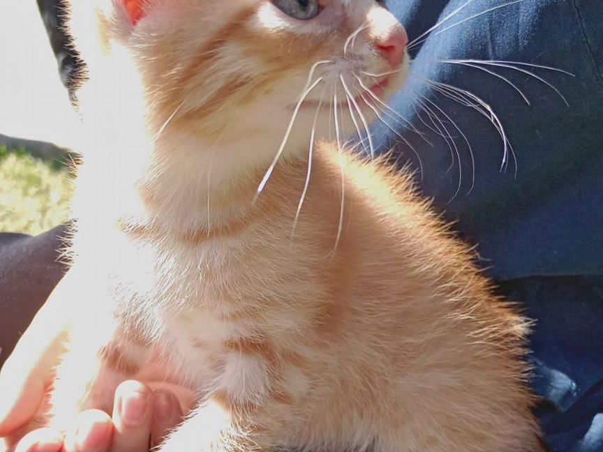 Котёнок- мальчик