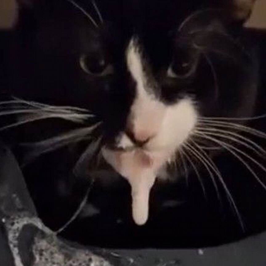 Котик просит помощи. Хочет жить