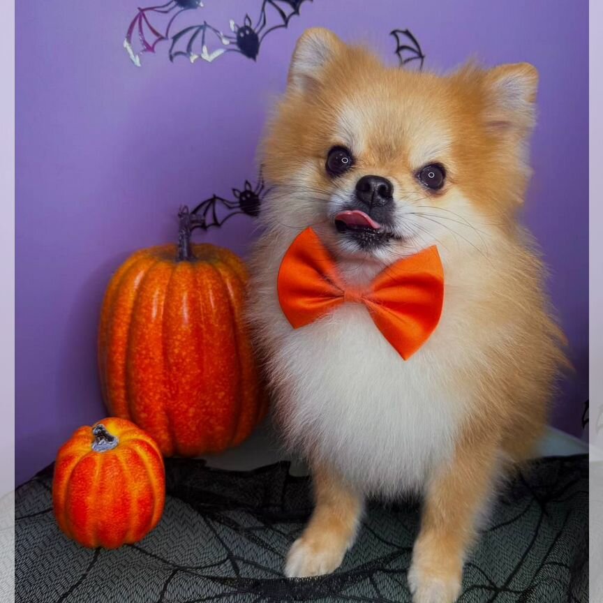 Немецкий шпиц, взрослый пёс