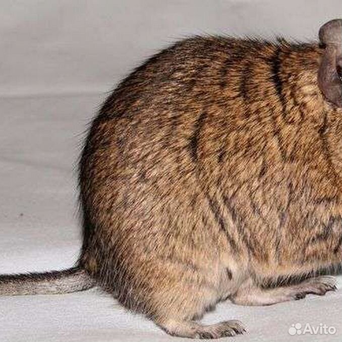 Чилийская белка дегу