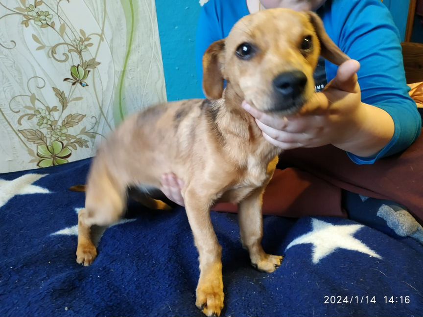 Маленькая собачка в дар