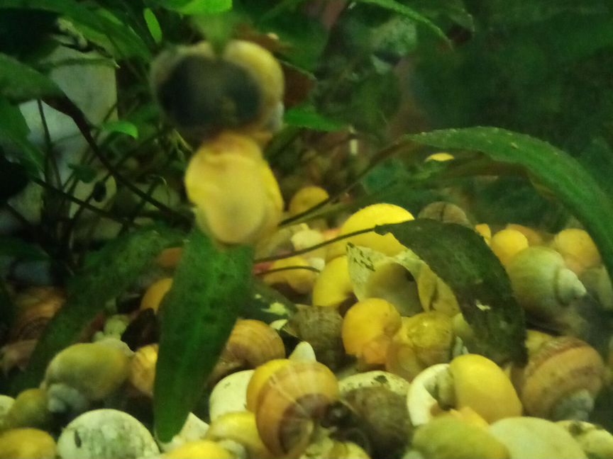 Улитки аквариумные ампулярии