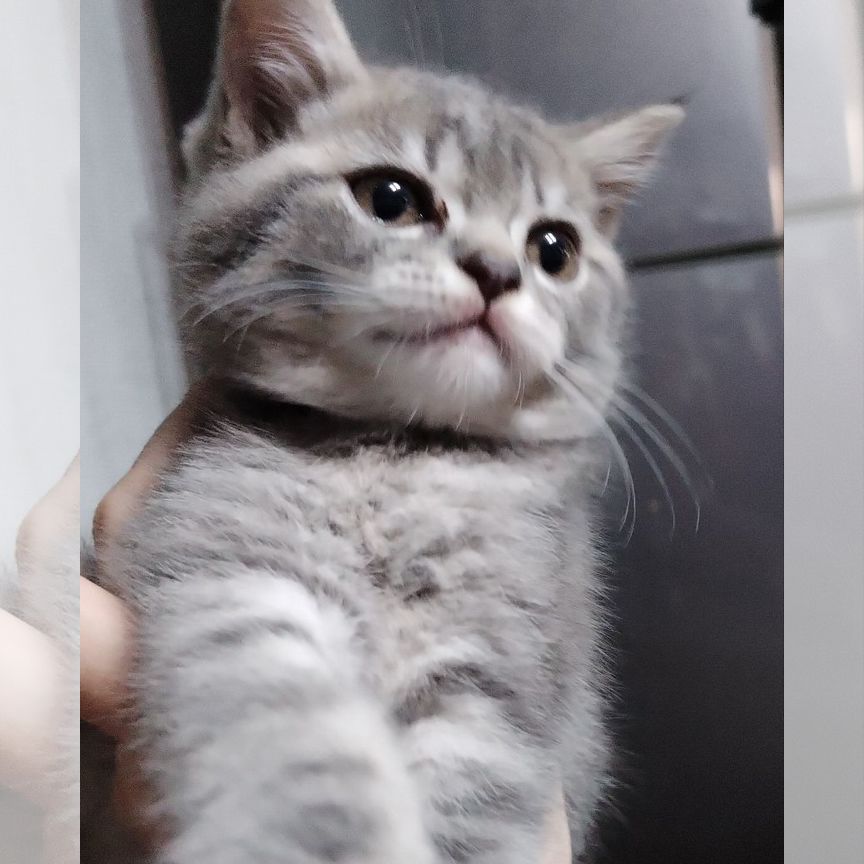 Британские котята короткошерстные