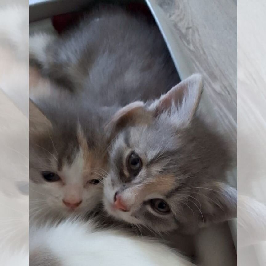 Отдам котенка в добрые руки
