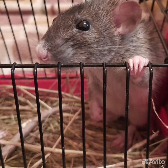 Ручные крысы бесплатно с клеткой