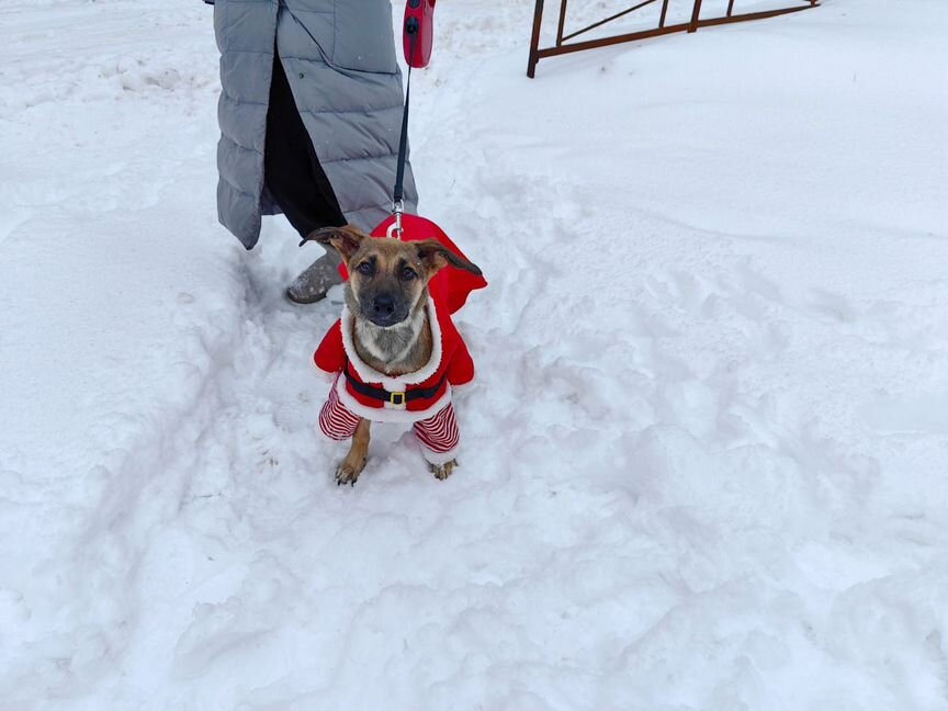 Удивительный щенок в добрые руки бесплатно