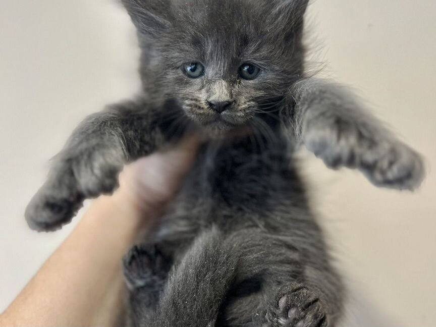 Мейн-кун голубой солид