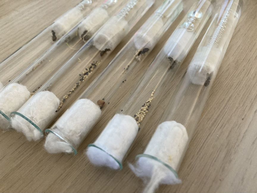 Матки муравьев