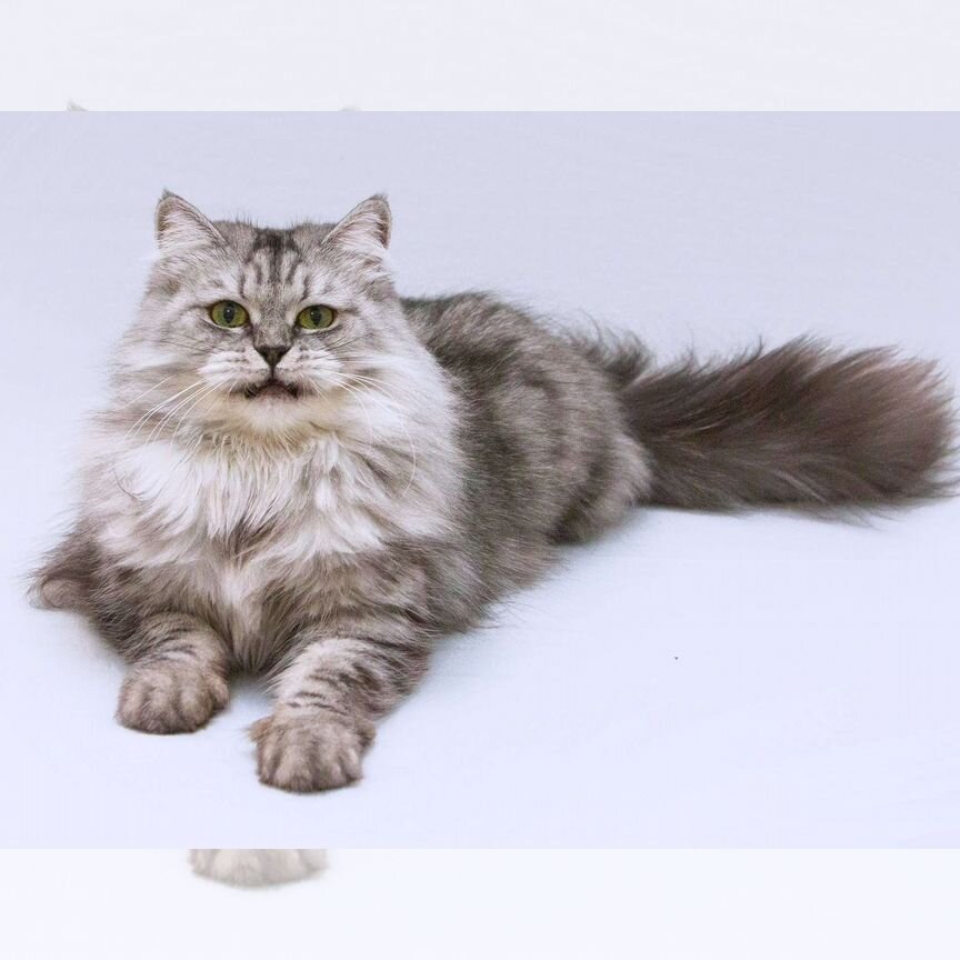 Мейн-кун, взрослая кошка