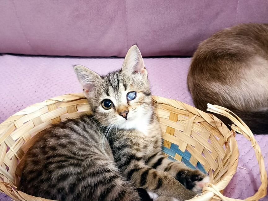 Котята в добрые руки бесплатно мальчики