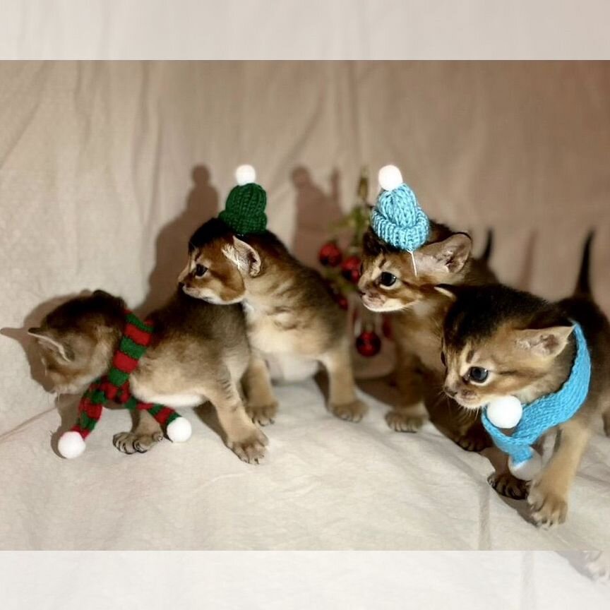 Абиссинские котята