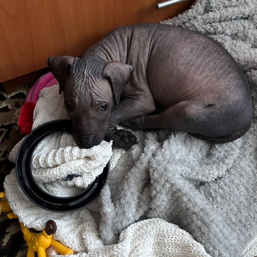 Мексиканская голая собака, щенок