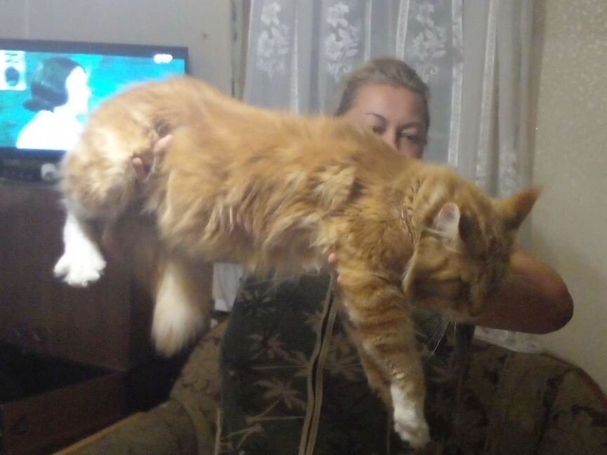 Мейн-кун кот