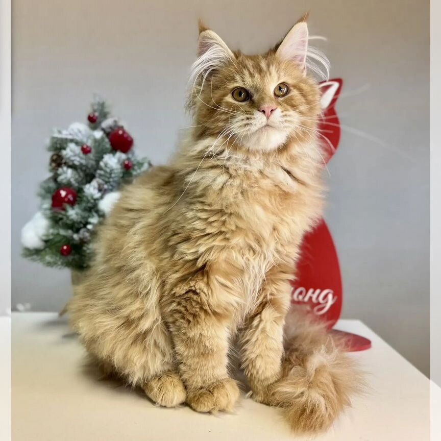 Мейн-кун котёнок